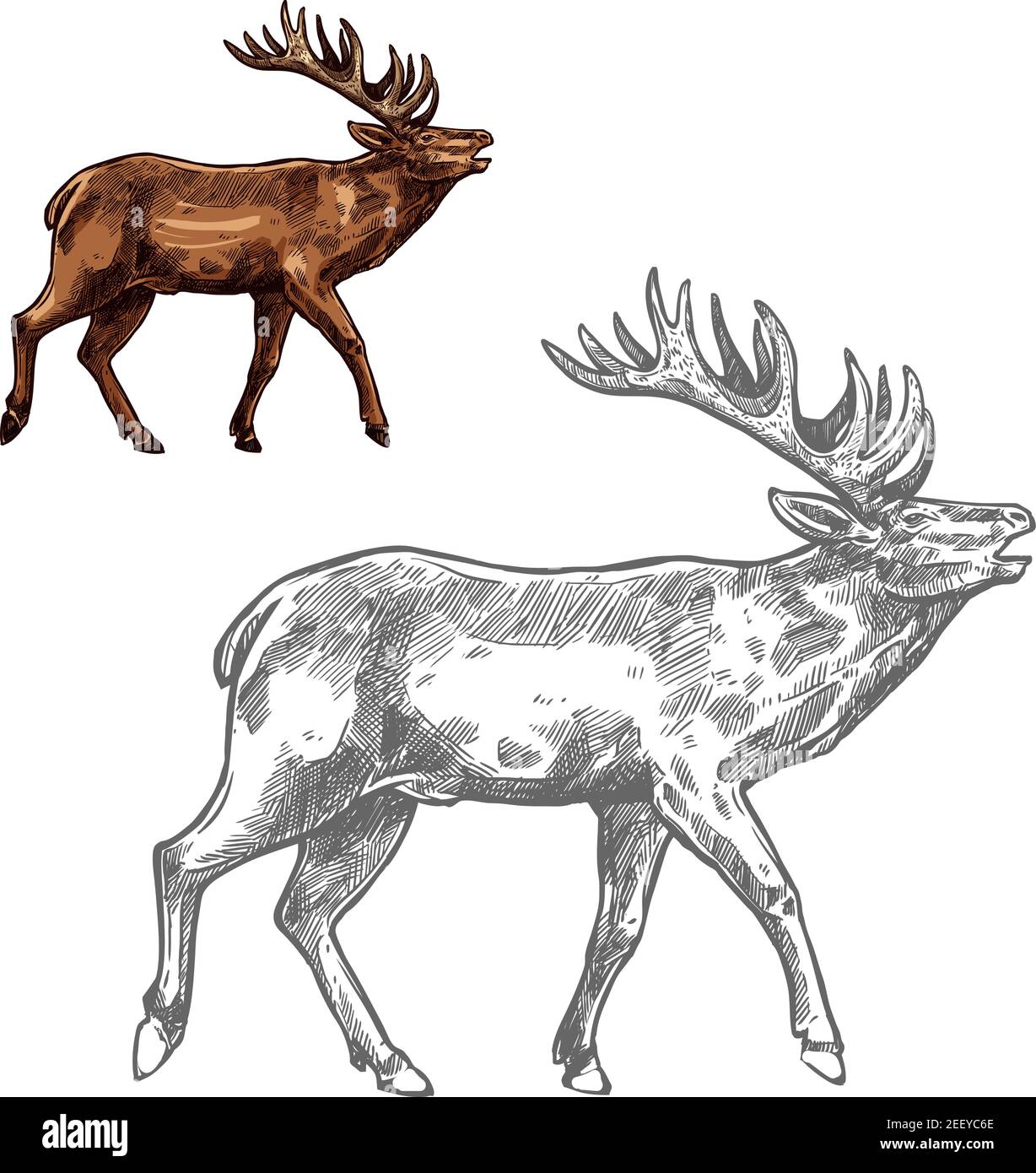 Rutting Immagini Vettoriali Stock - Alamy