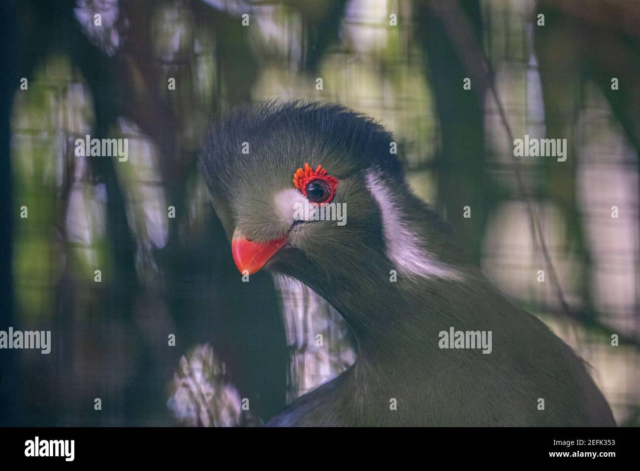 Touraco dalle guance bianche immagini e fotografie stock ad alta ...