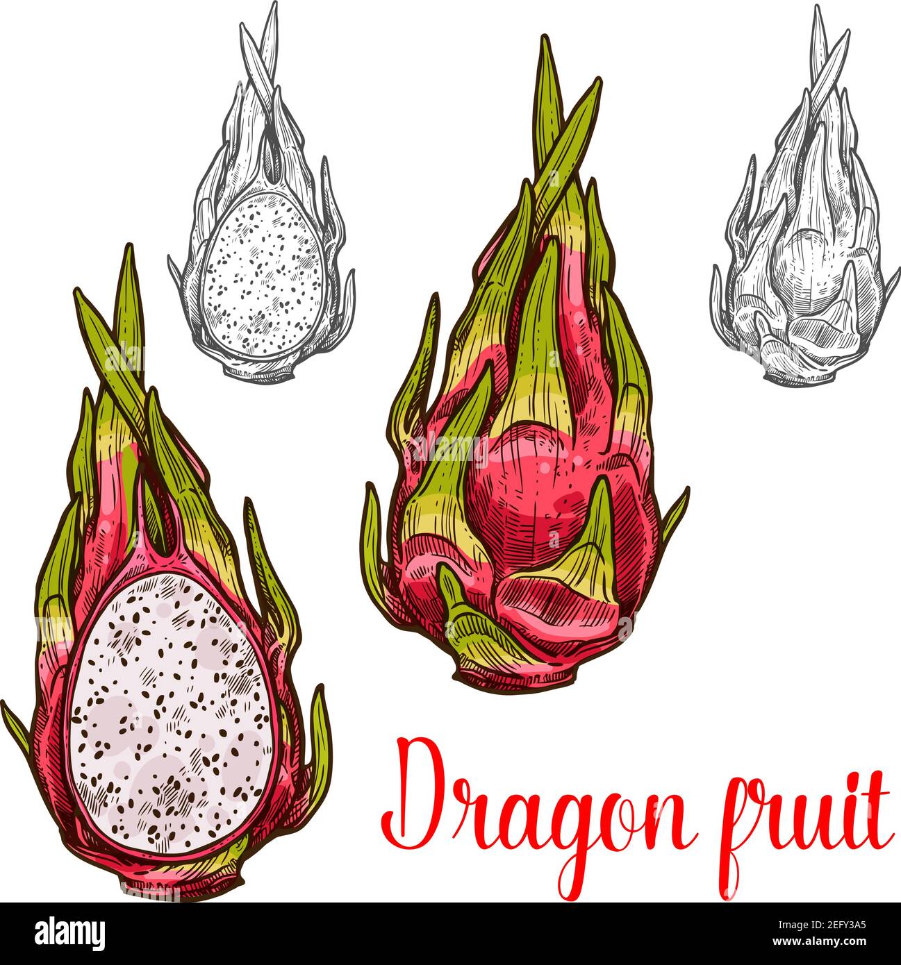 Dragon Fruit pitaya frutta icona schizzo. Vettore isolato simbolo di ...
