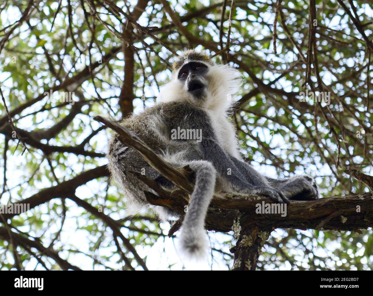 Scimmia verde africana immagini e fotografie stock ad alta risoluzione ...