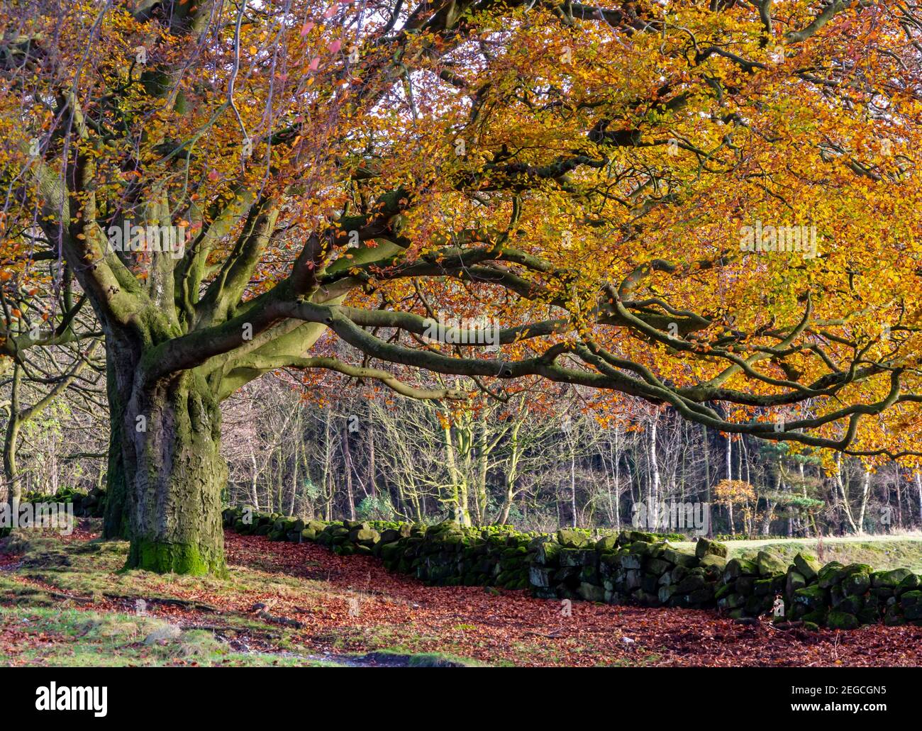 Sentiero della foresta nera immagini e fotografie stock ad alta ...