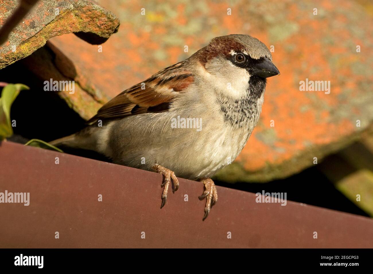 Passero domestico maschio di allevamento immagini e fotografie stock ad ...