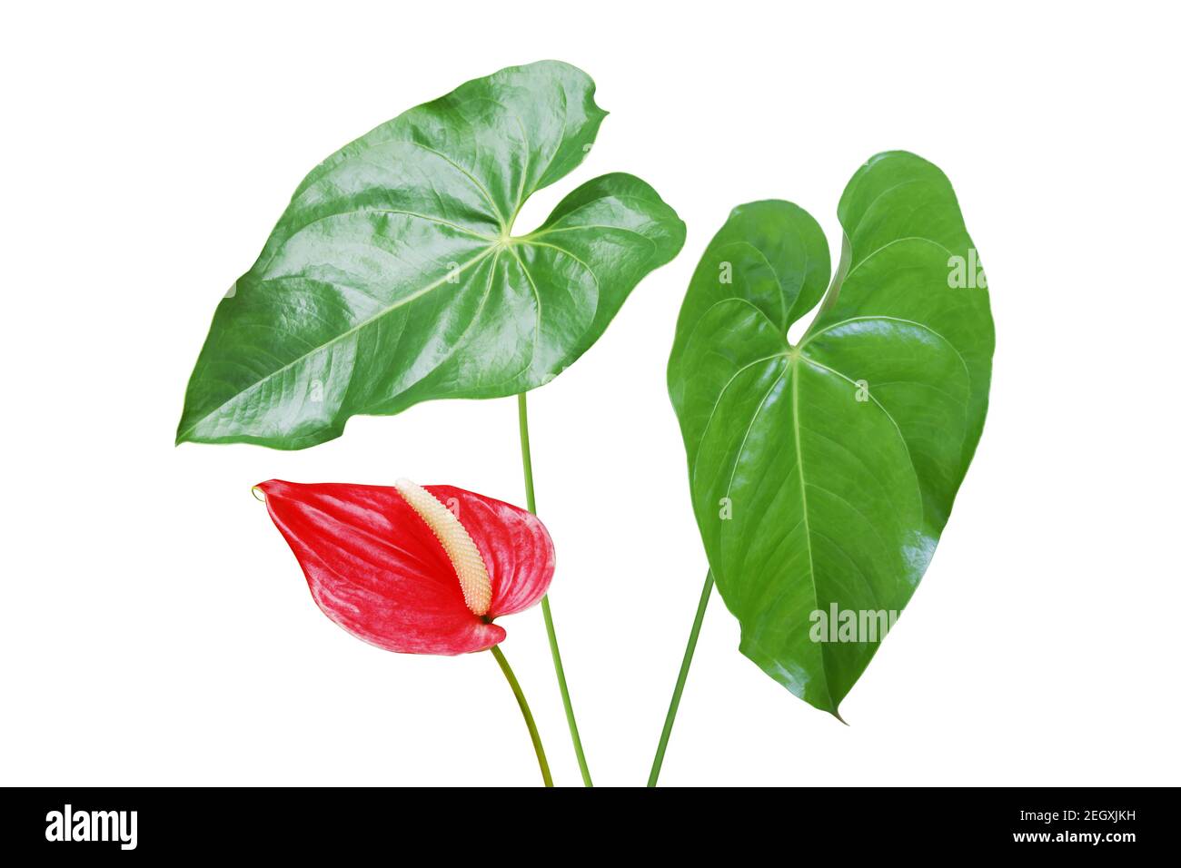 Fiore di Anthurium rosso con foglie verdi isolate su sfondo bianco Con ...