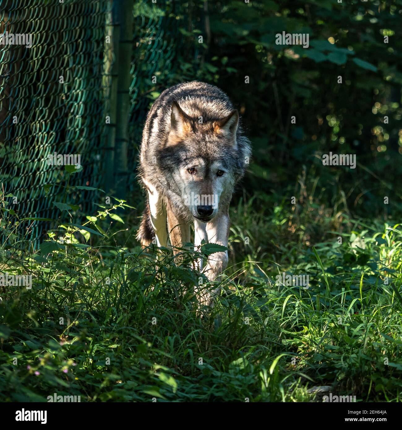 Il lupo, Canis lupus, noto anche come il lupo grigio o legname Wolf è ...