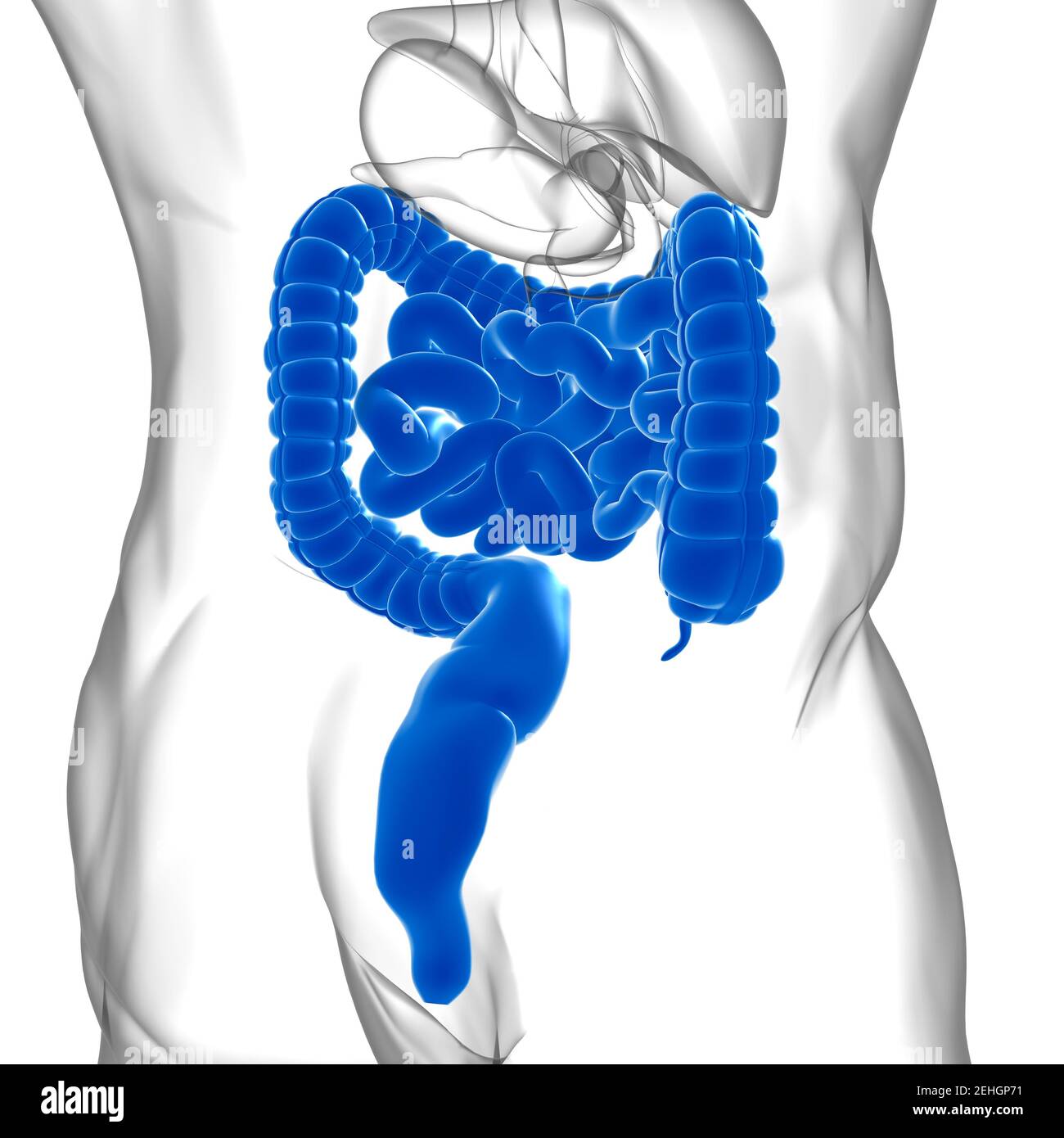 Illustrazione 3D dell'intestino tenue e dell'intestino tenue Anatomia ...