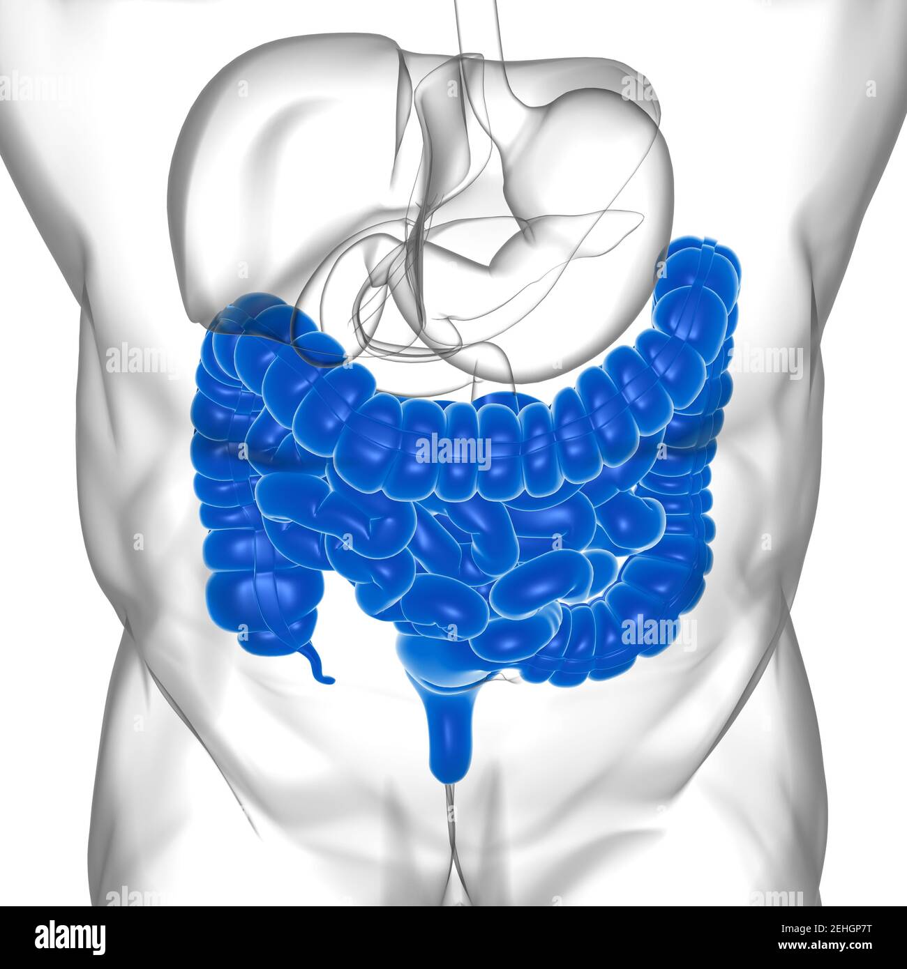 Illustrazione 3D dell'intestino tenue e dell'intestino tenue Anatomia ...