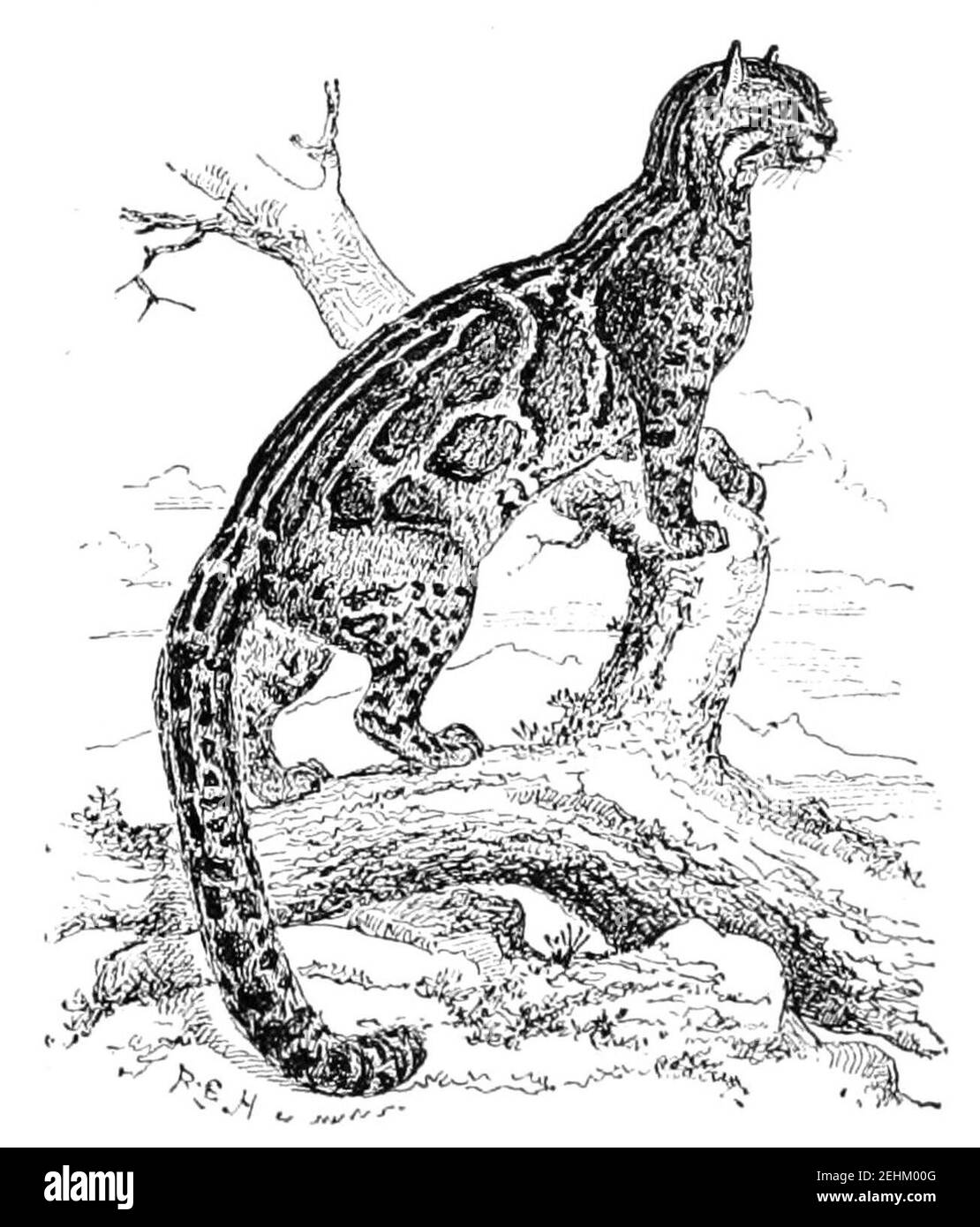 Pardofelis marmorata immagini e fotografie stock ad alta risoluzione ...