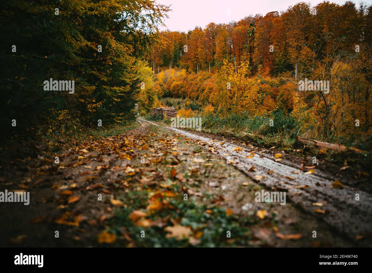 Addio alla foresta immagini e fotografie stock ad alta risoluzione - Alamy