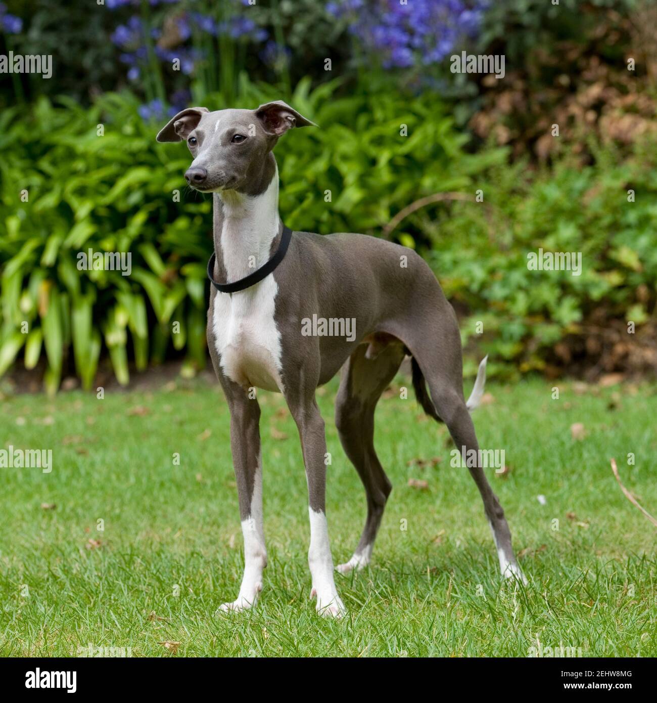 Levriero stava in piedi immagini e fotografie stock ad alta risoluzione ...