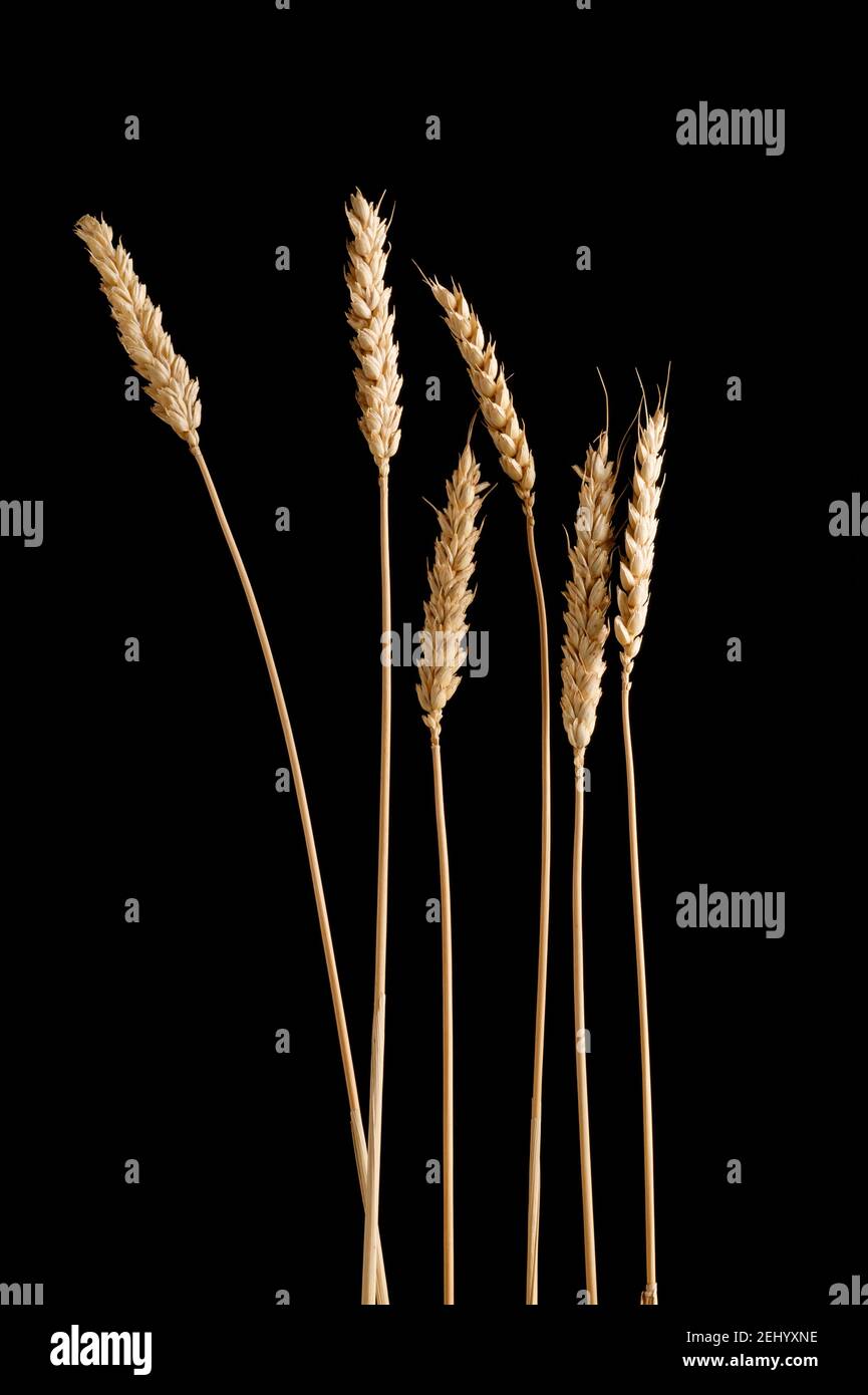 Spiga di grano invernale immagini e fotografie stock ad alta ...