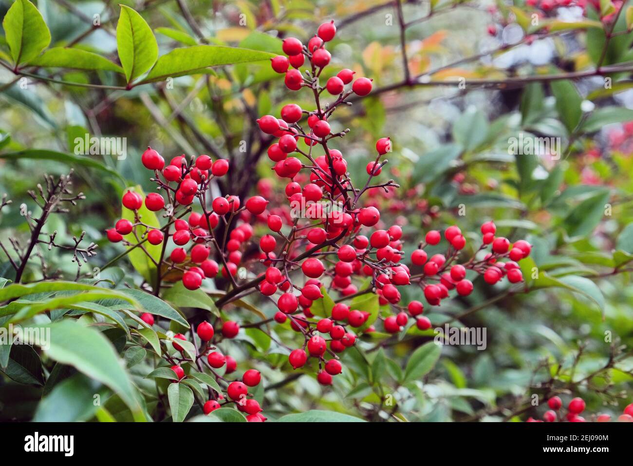 Le bacche rosse di Nandina domestica comunemente conosciute come ...