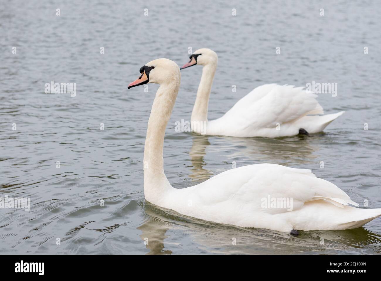 Cigni che scivolano immagini e fotografie stock ad alta risoluzione - Alamy