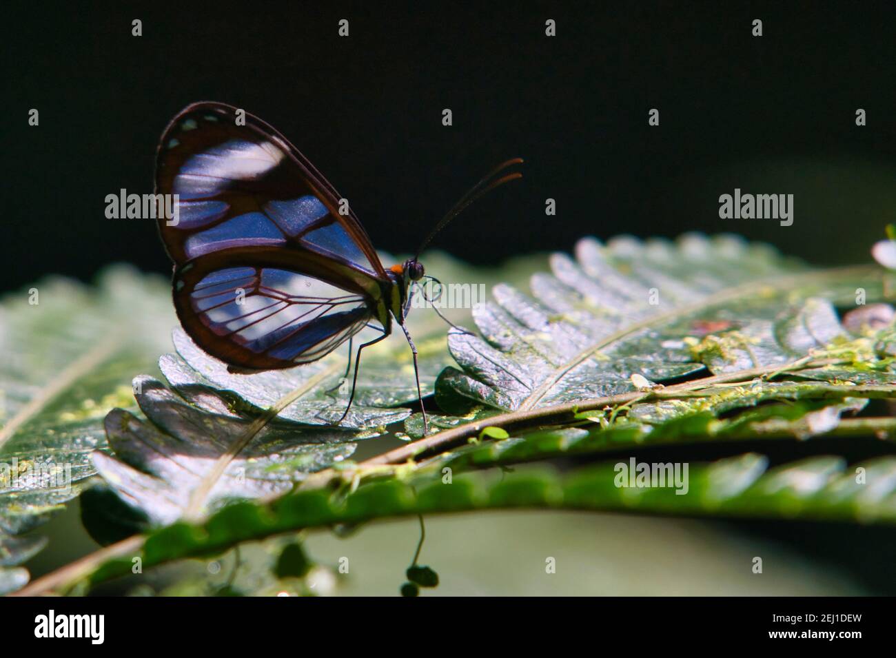 Farfalla esotica in bianco e nero immagini e fotografie stock ad alta ...