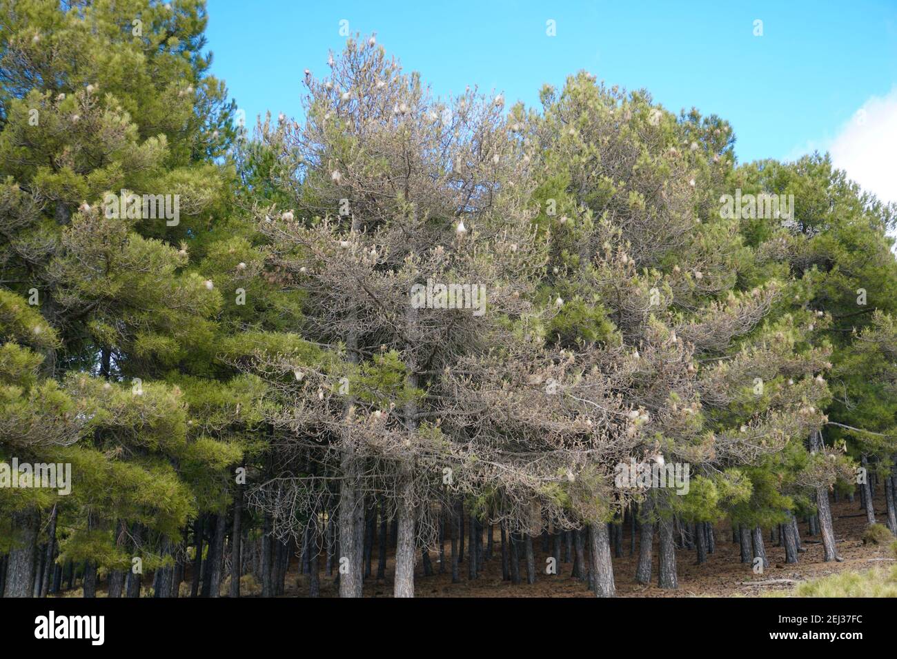 Nidi di insetti immagini e fotografie stock ad alta risoluzione - Alamy