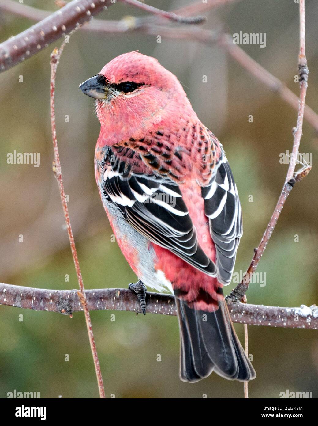 Nota carta uccello foto e immagine immagini e fotografie stock ad alta ...