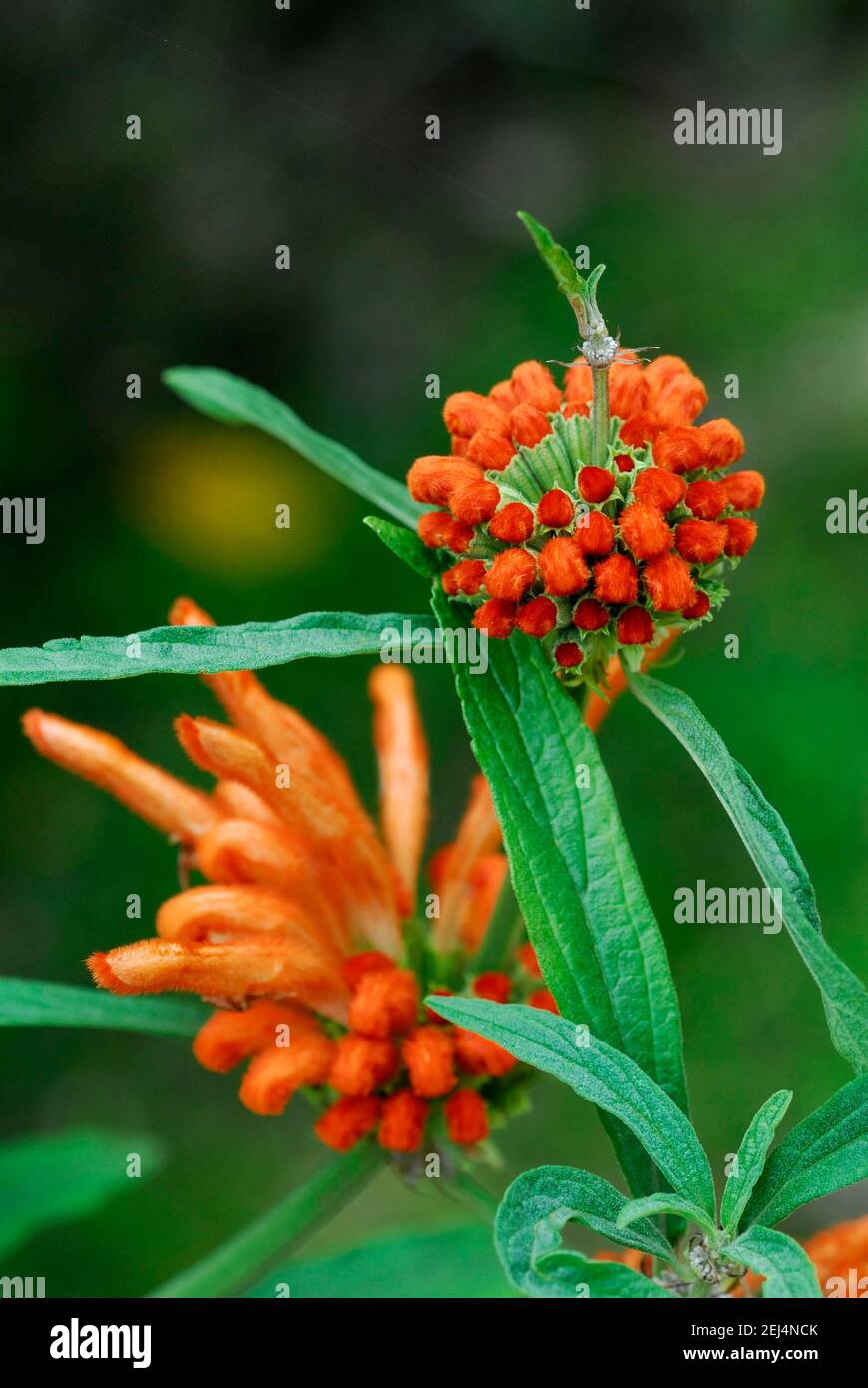 Pianta di coda di leoni immagini e fotografie stock ad alta risoluzione ...