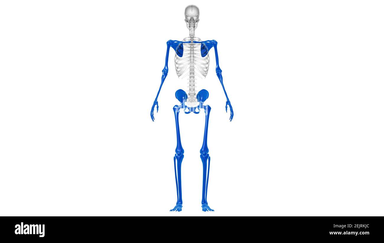 Illustrazione 3D dell'anatomia dello scheletro Appendicolare dello scheletro umano Foto stock ...