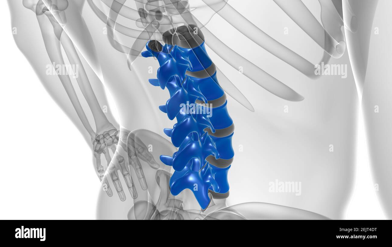 Colonna vertebrale scheletro umano vertebre lombare Anatomia 3D ...