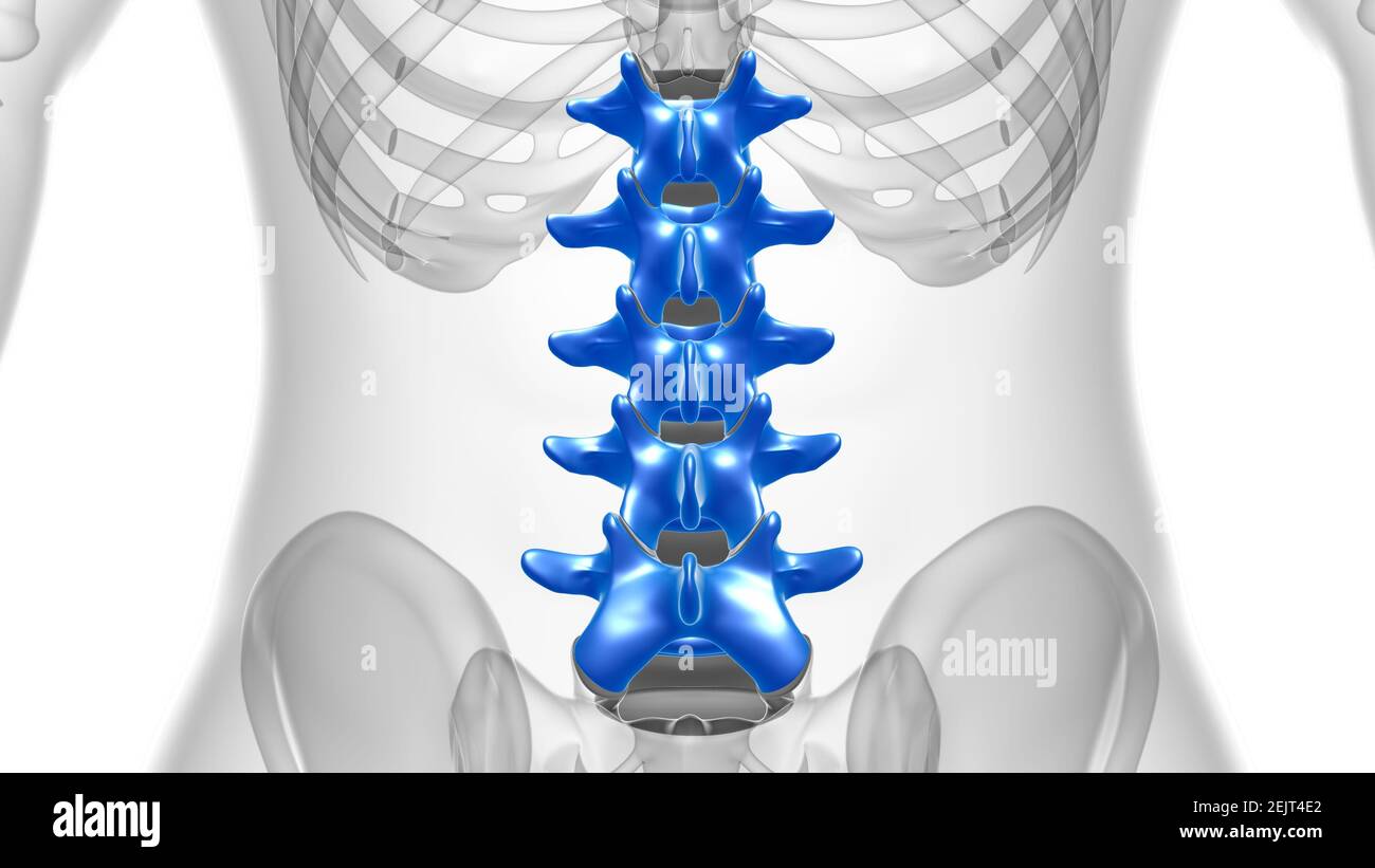 Colonna vertebrale scheletro umano vertebre lombare Anatomia 3D ...