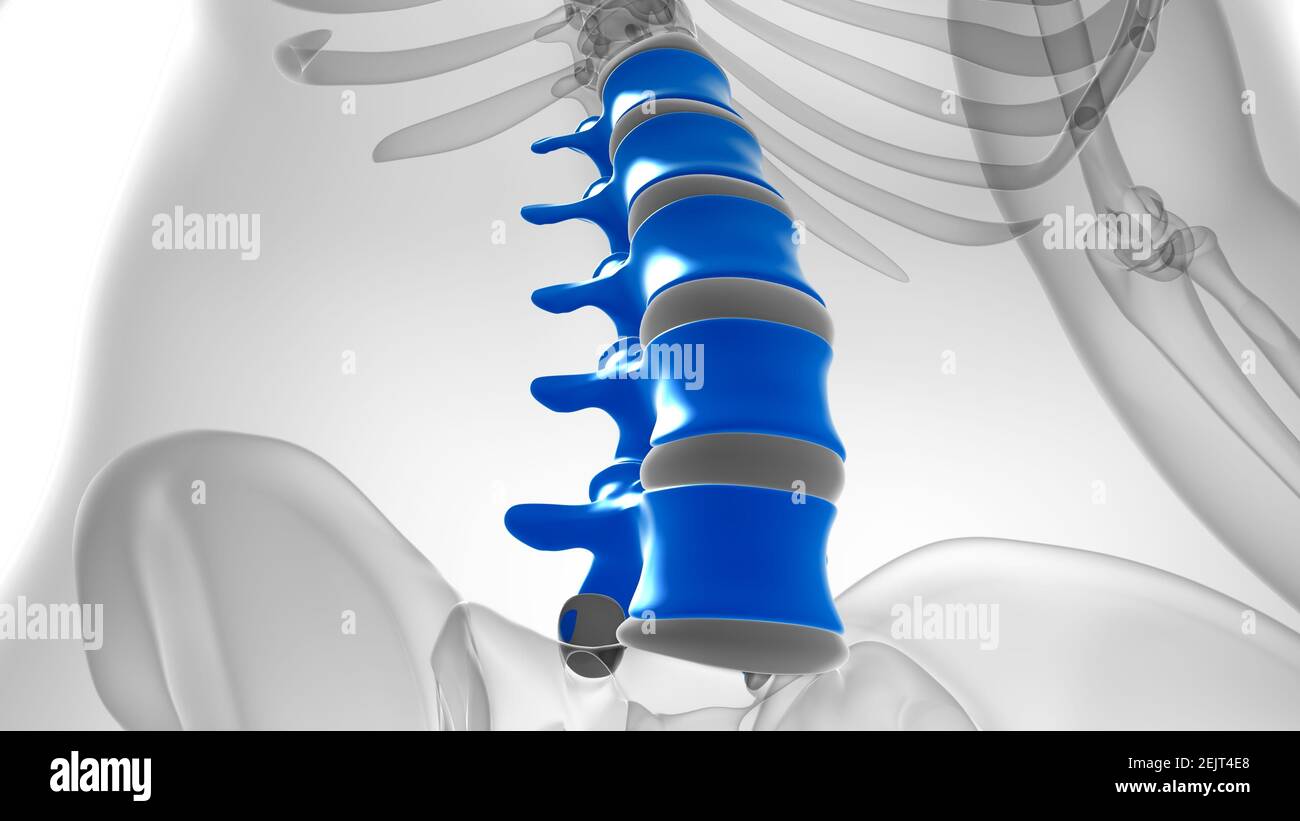 Colonna vertebrale scheletro umano vertebre lombare Anatomia 3D ...