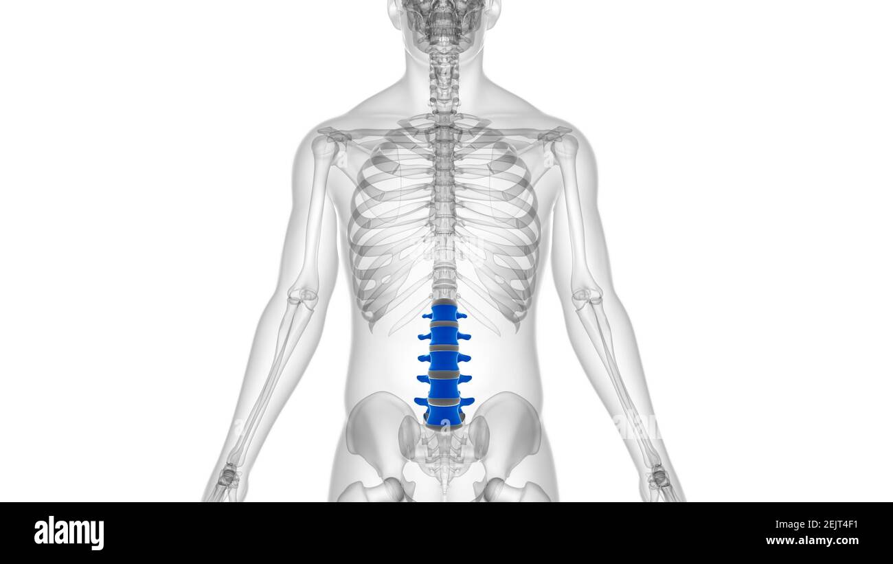 Colonna vertebrale scheletro umano vertebre lombare Anatomia 3D ...