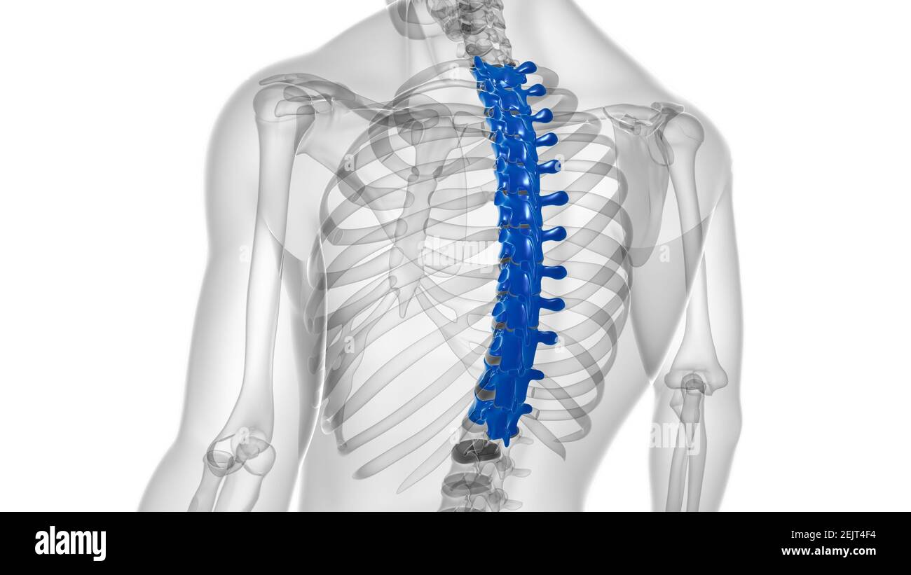 Colonna vertebrale scheletro umano Verteche toraciche Anatomia 3D Foto ...
