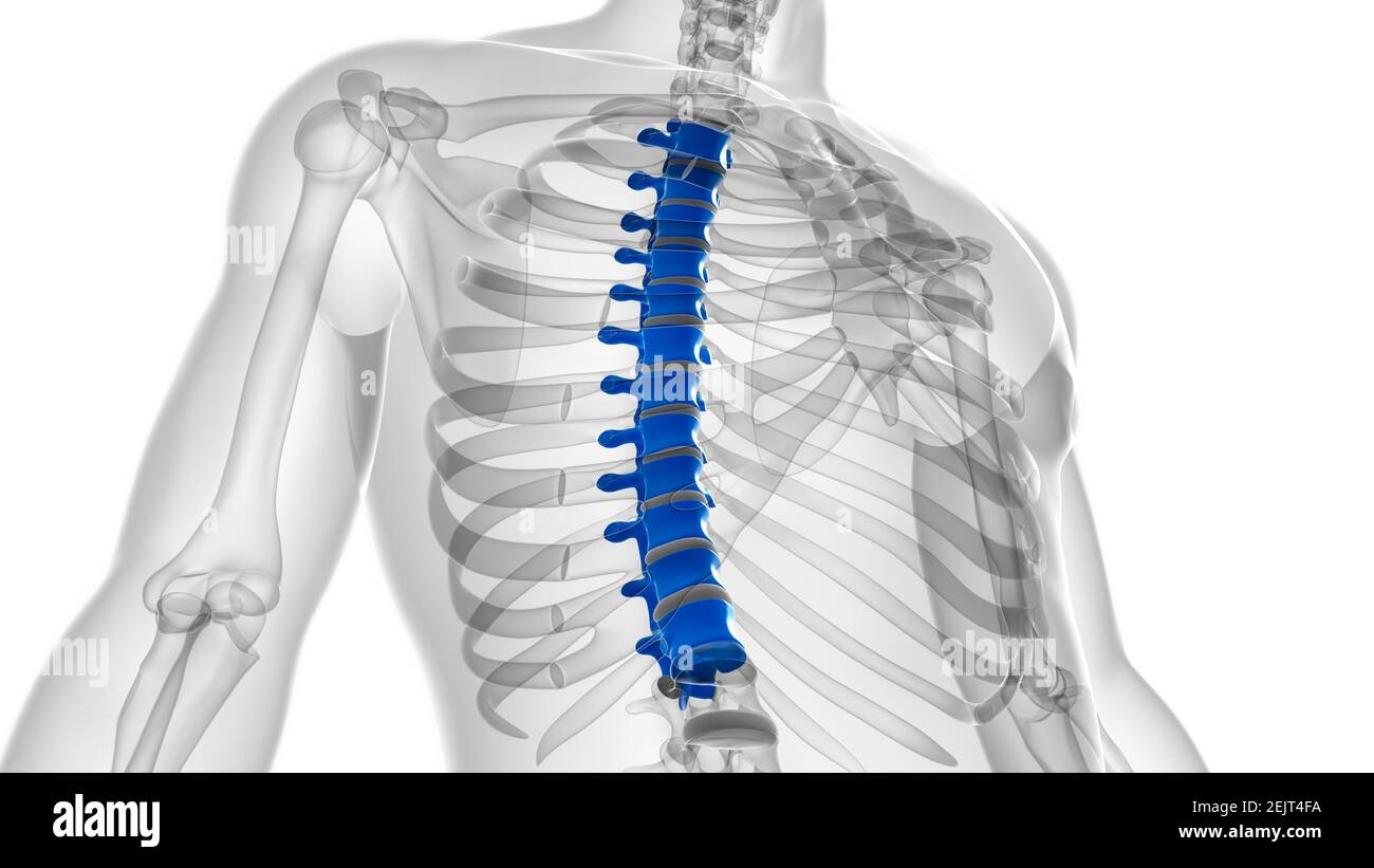 Colonna vertebrale scheletro umano Verteche toraciche Anatomia 3D Foto ...