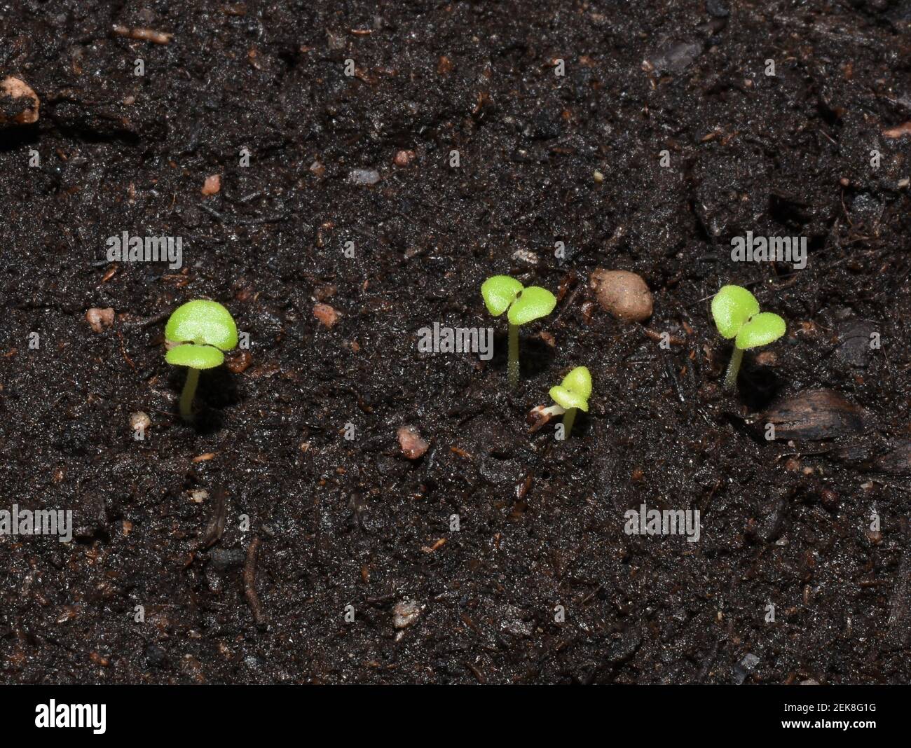 Seme nel terreno immagini e fotografie stock ad alta risoluzione - Alamy
