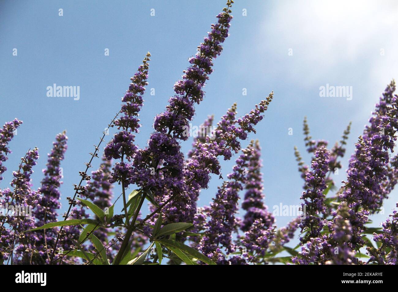 Pianta casta immagini e fotografie stock ad alta risoluzione - Alamy