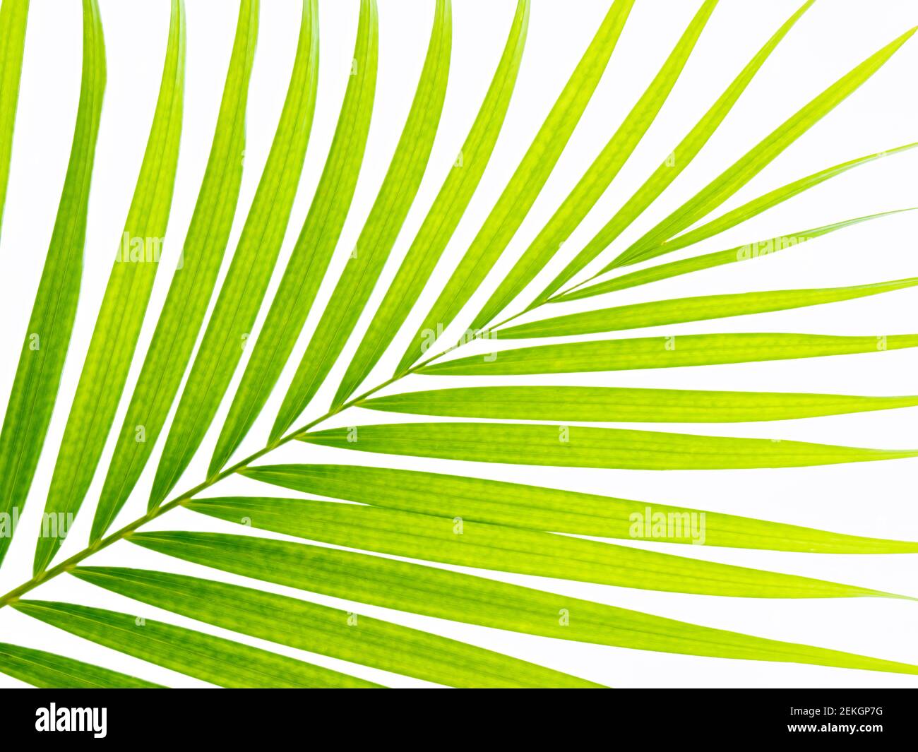 Sfondo verde foglia di palma immagini e fotografie stock ad alta ...