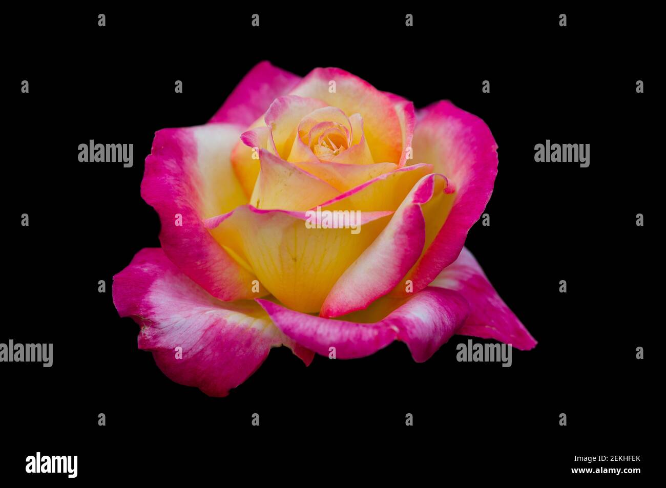 Sfondi neri e rosa immagini e fotografie stock ad alta risoluzione - Alamy
