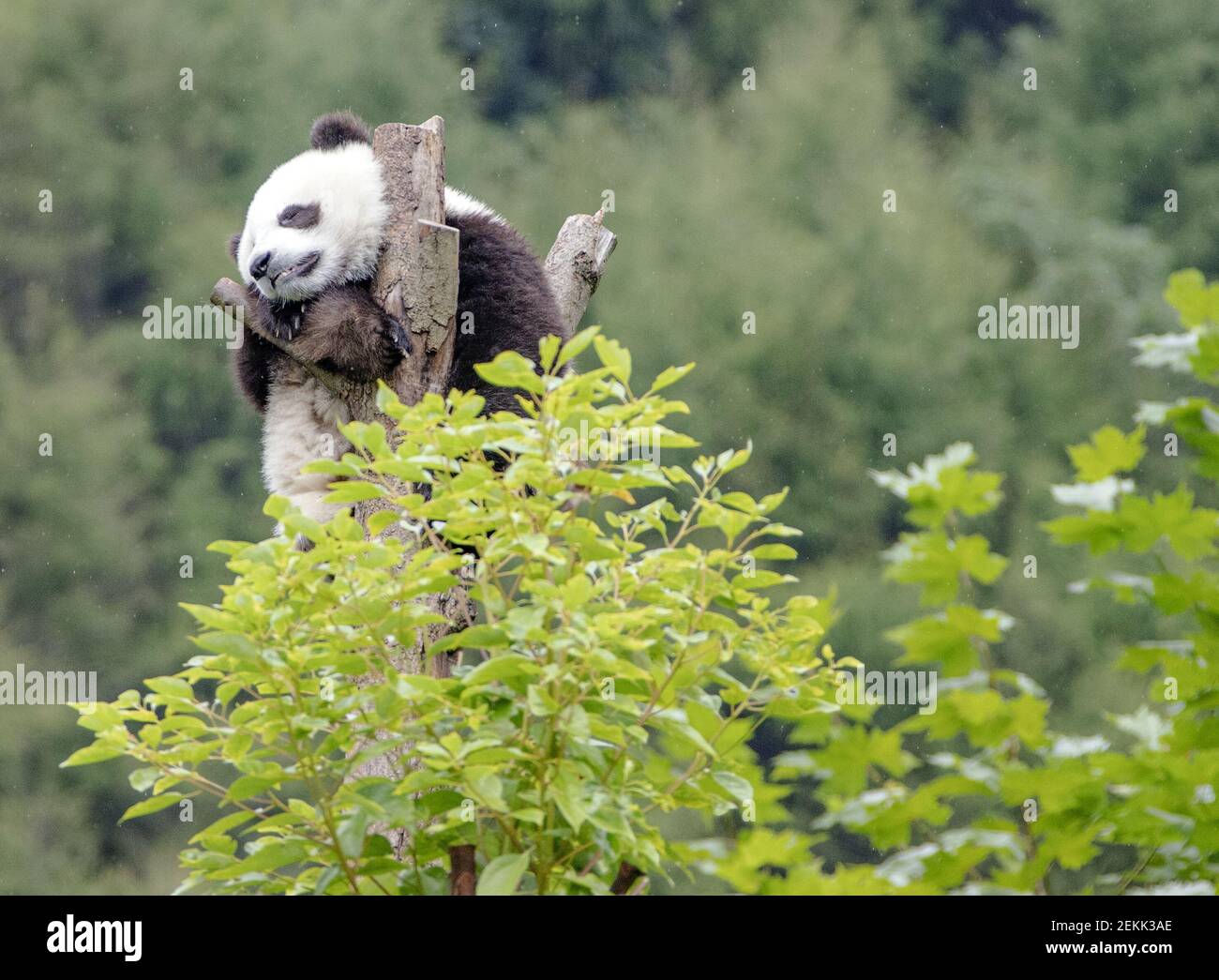 14 baby panda nati nel 2019 hanno festeggiato il loro compleanno ...