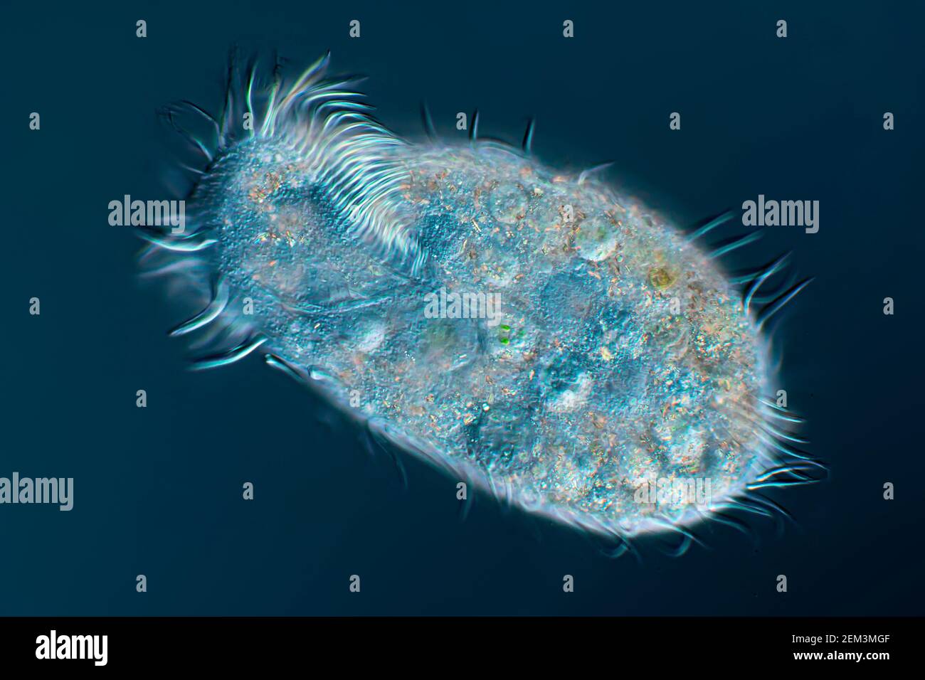 Protozoi ciliati immagini e fotografie stock ad alta risoluzione - Alamy