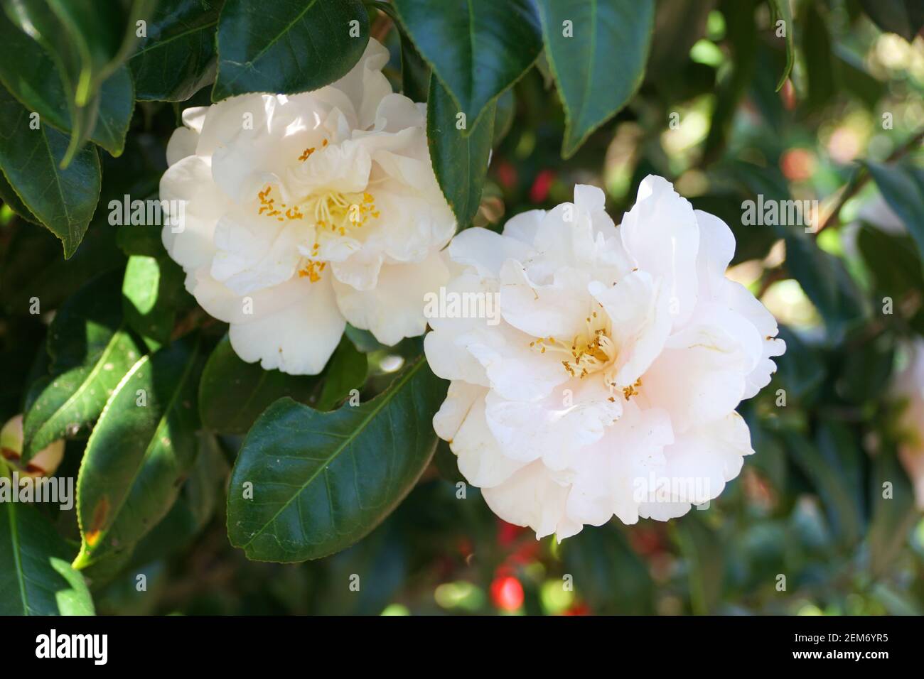 Camelia bianca imperatrice immagini e fotografie stock ad alta ...