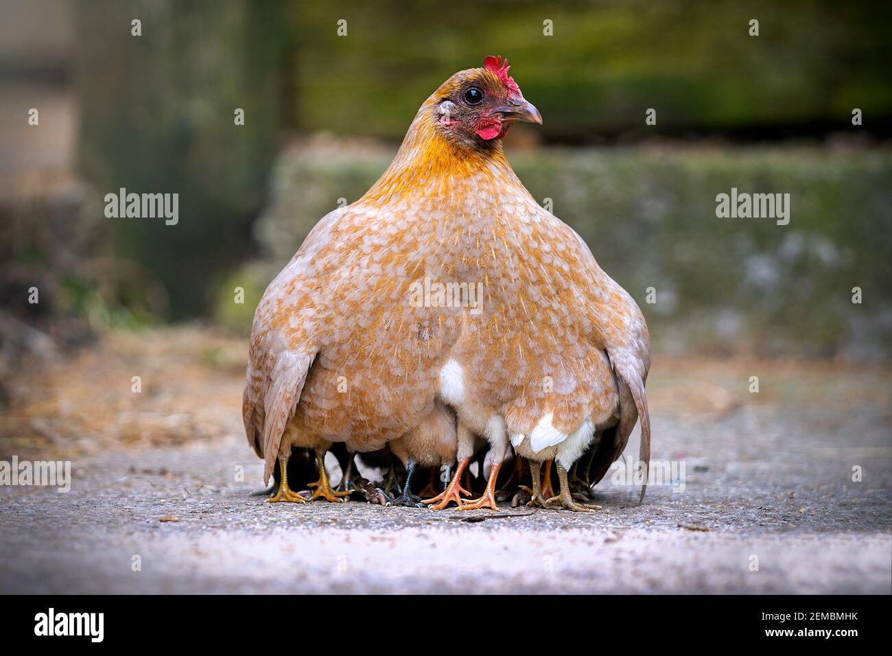 Mamma chioccia immagini e fotografie stock ad alta risoluzione - Alamy