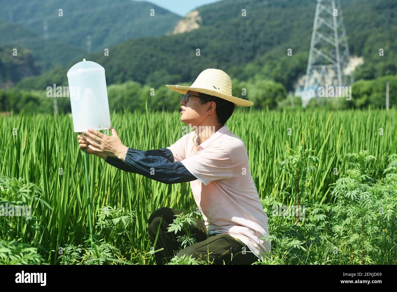 Biological control of pests immagini e fotografie stock ad alta ...