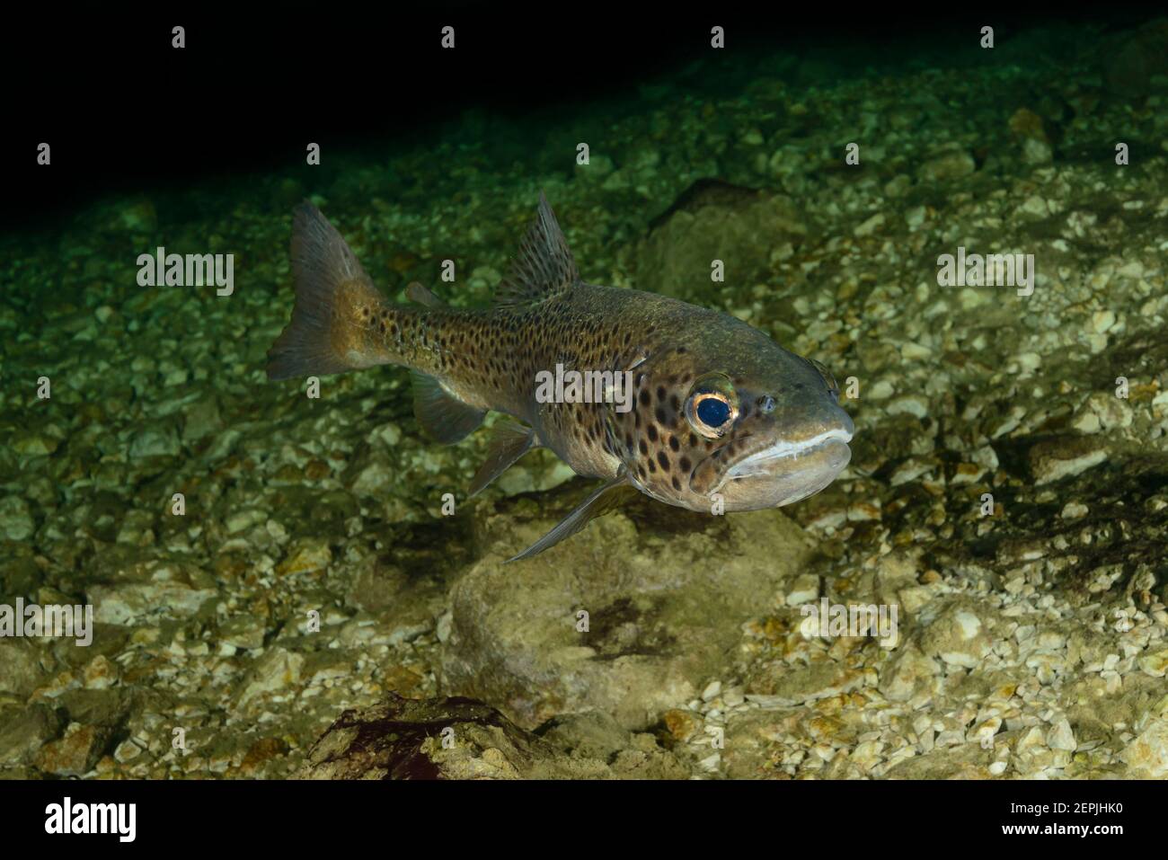 Salmo trutta morpha lacustris immagini e fotografie stock ad alta ...