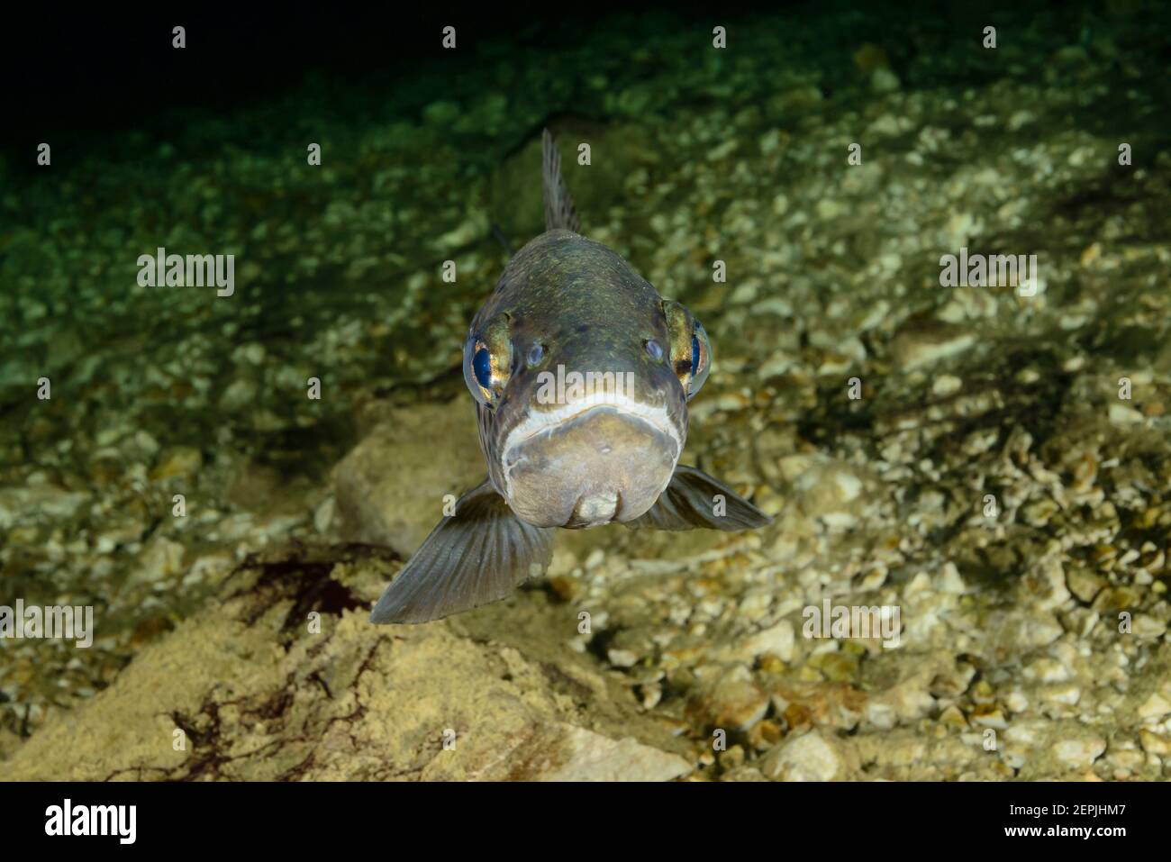 Salmo trutta morpha lacustris immagini e fotografie stock ad alta ...