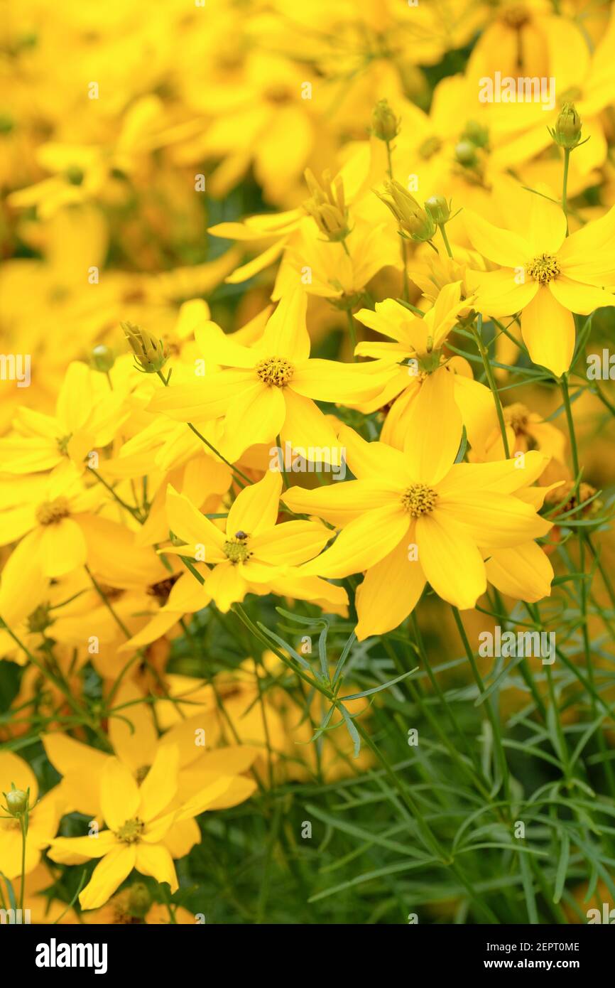 Coreopsis verticillata grandiflora immagini e fotografie stock ad alta ...