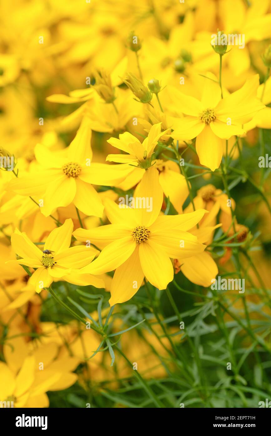 Coreopsis grandiflora immagini e fotografie stock ad alta risoluzione ...