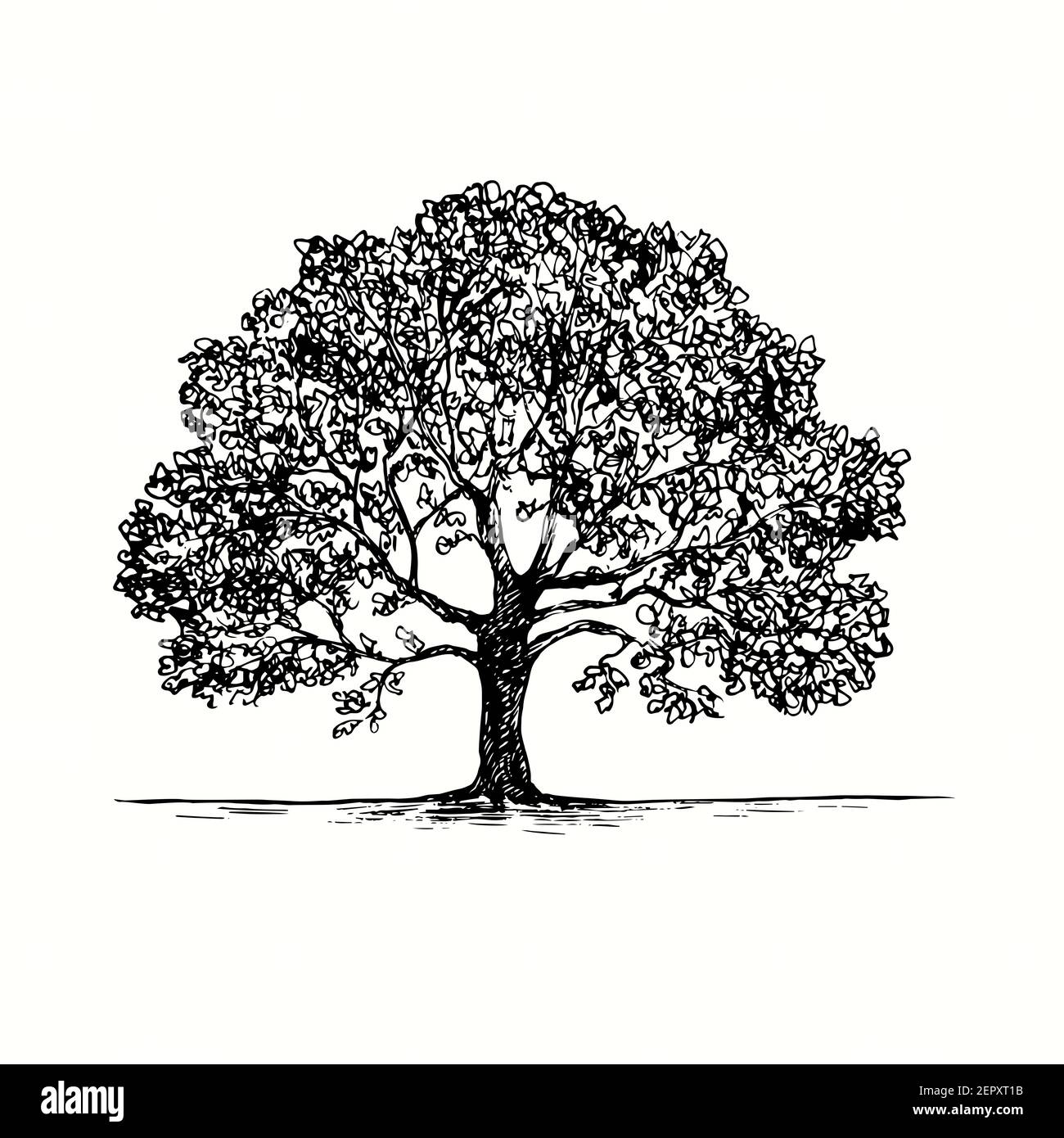 Albero di quercia disegnato a mano. Illustrazione del disegno in bianco ...