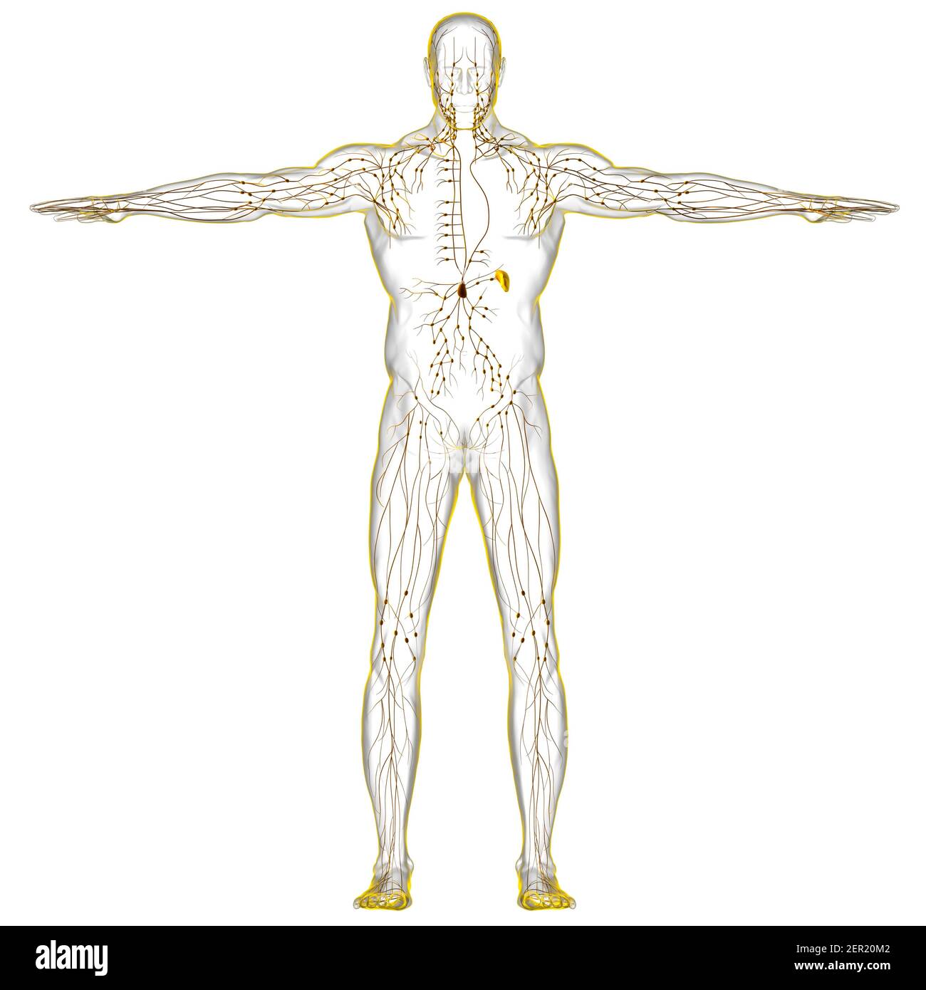 Linfonodi head neck Immagini senza sfondo e Foto Stock ritagliate - Alamy