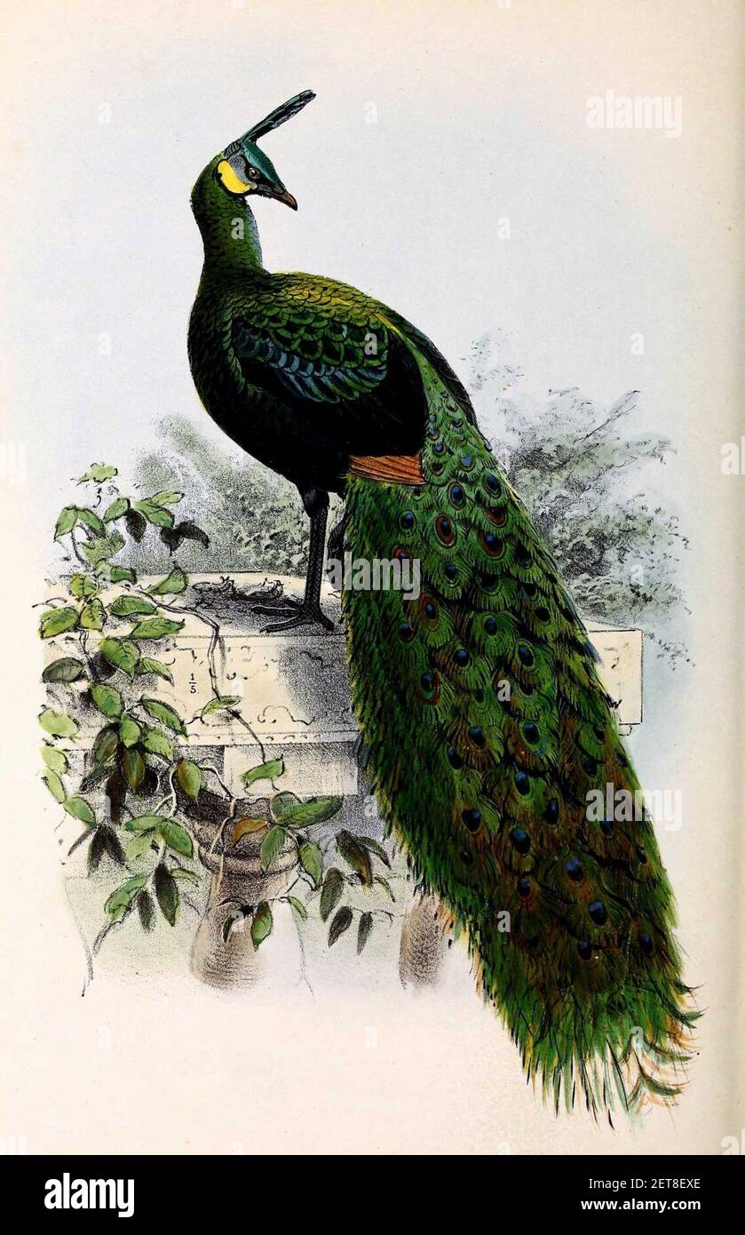 Pavo muticus muticus immagini e fotografie stock ad alta risoluzione ...