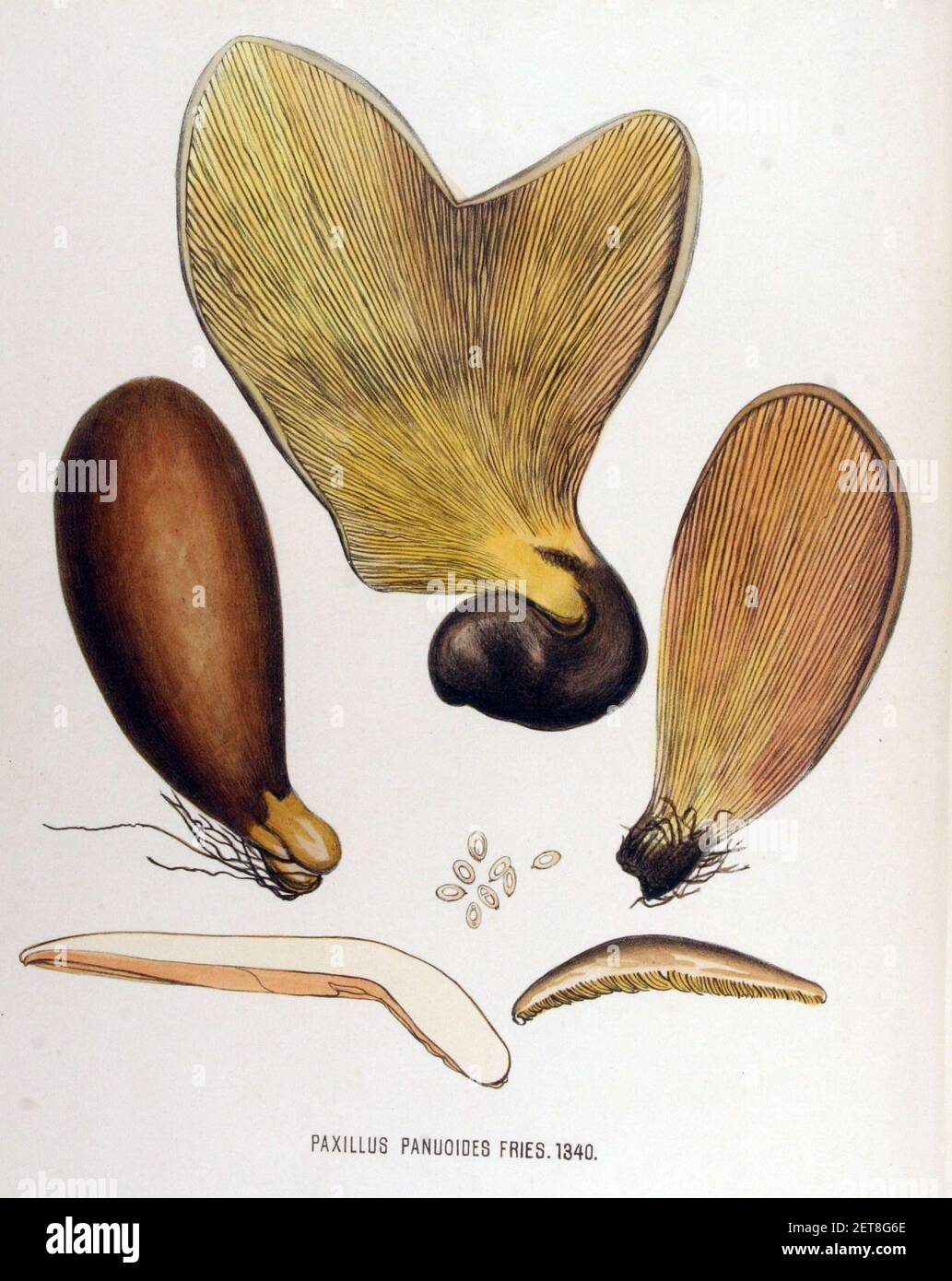 Paxillus panuoides immagini e fotografie stock ad alta risoluzione - Alamy