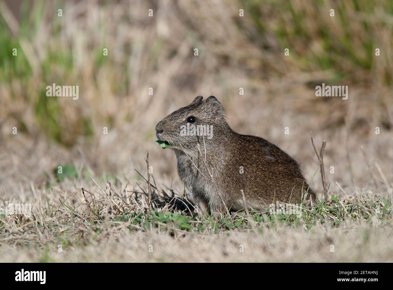 Roditore cavi immagini e fotografie stock ad alta risoluzione - Alamy
