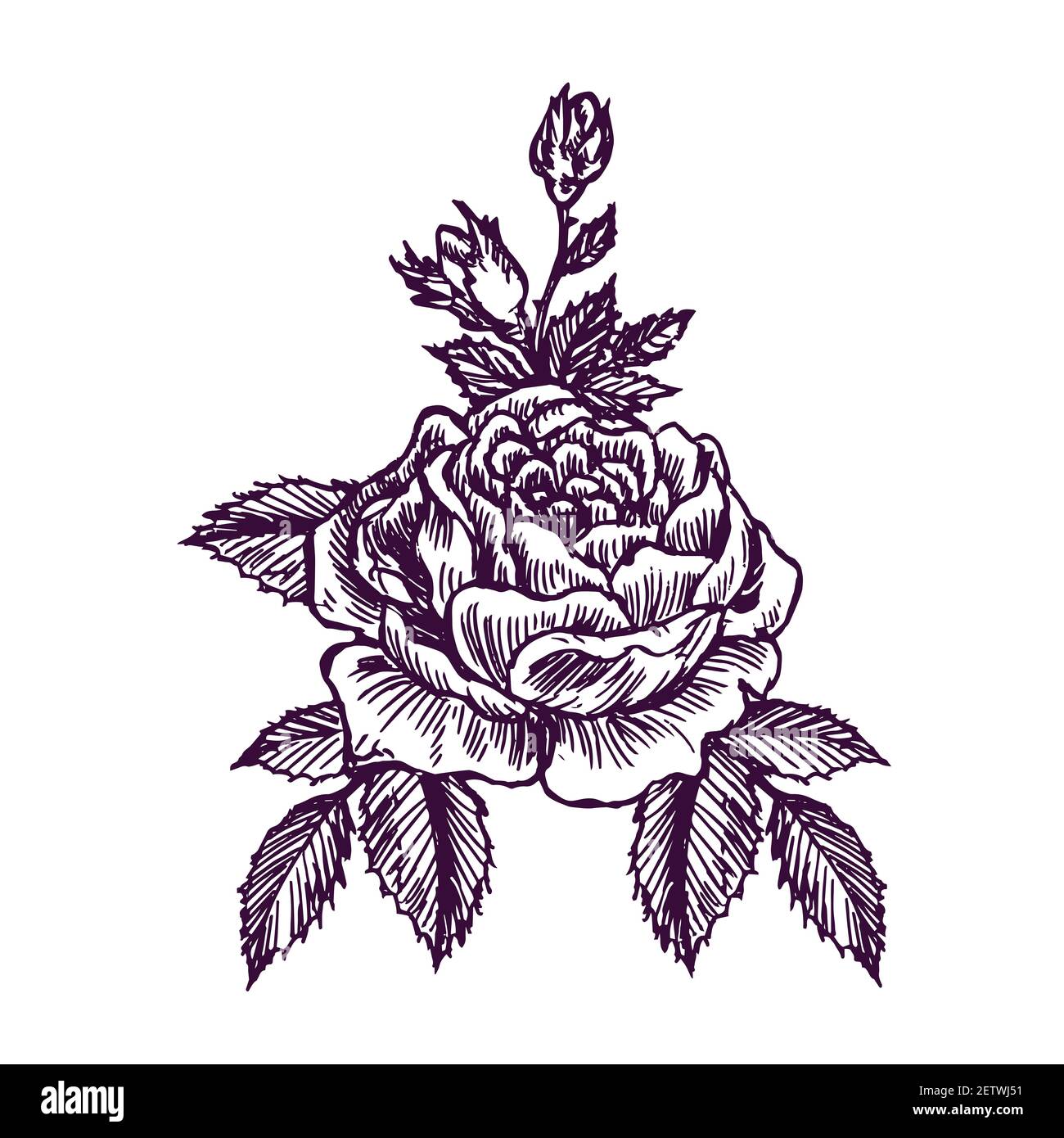 Fiore di rosa, gambo con spine, foglie e blosom, doodle disegnate a ...