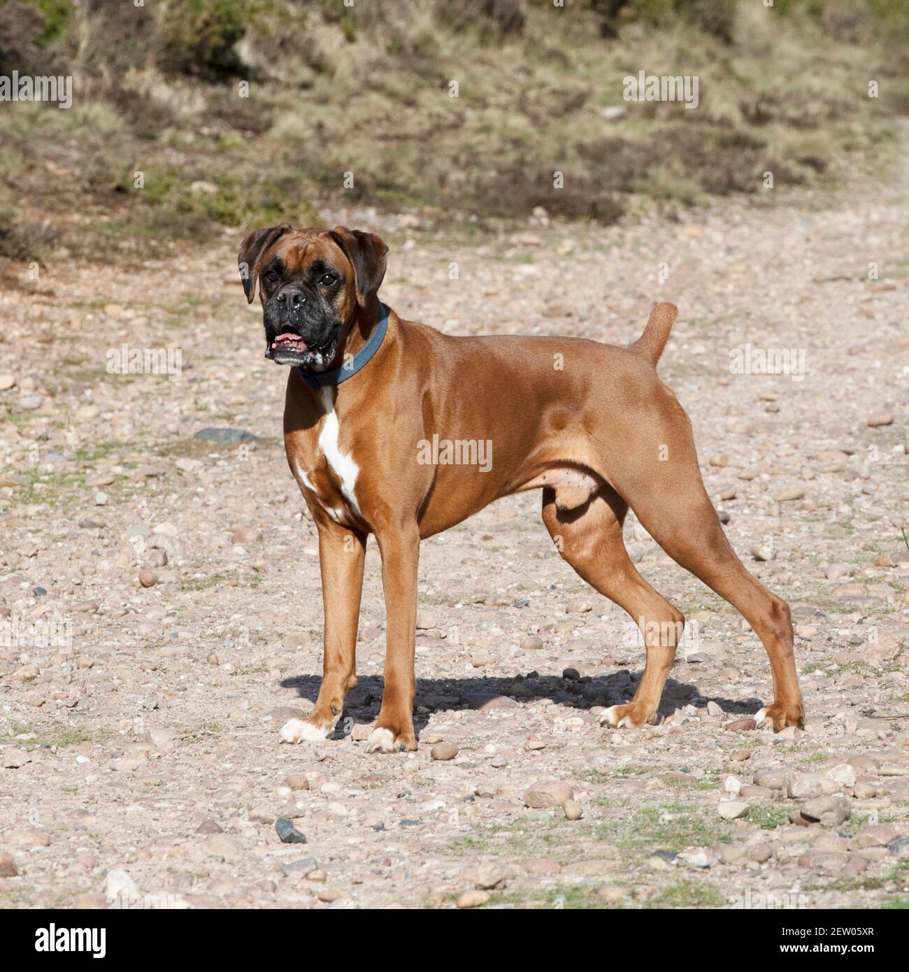 Cane boxer attivo immagini e fotografie stock ad alta risoluzione - Alamy