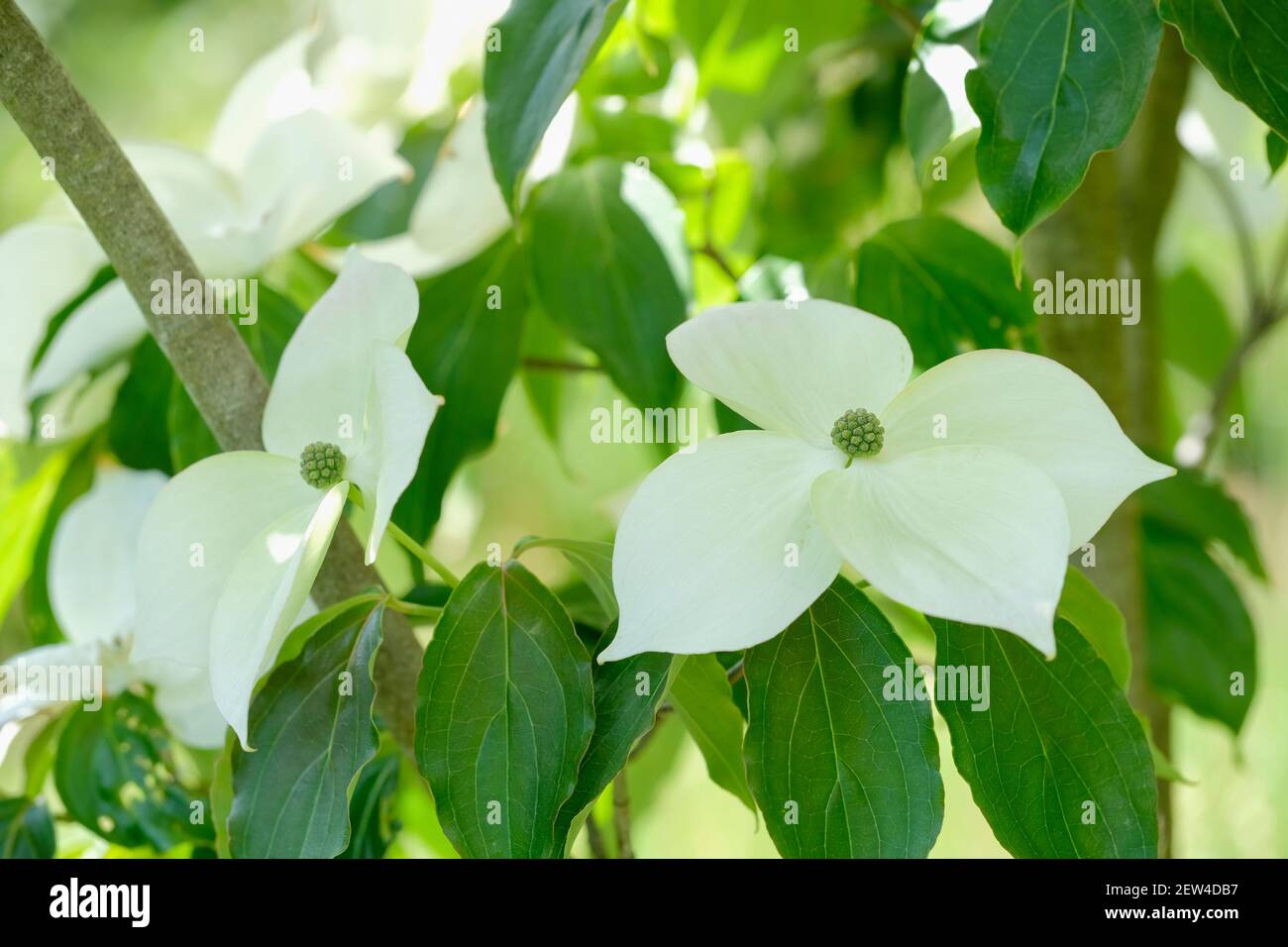 Corniolo giapponese immagini e fotografie stock ad alta risoluzione - Alamy