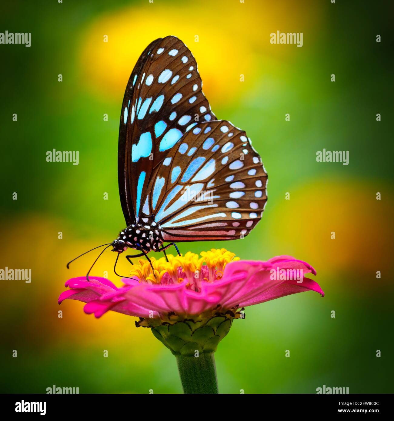 Sfondo Blu Viola E Verde Immagini e Fotos Stock - Alamy