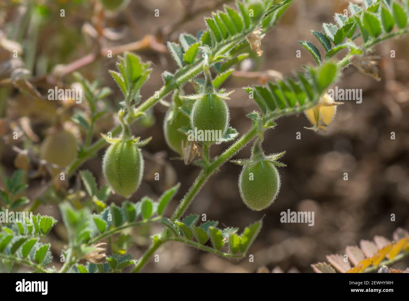 Piante di ceci immagini e fotografie stock ad alta risoluzione - Alamy